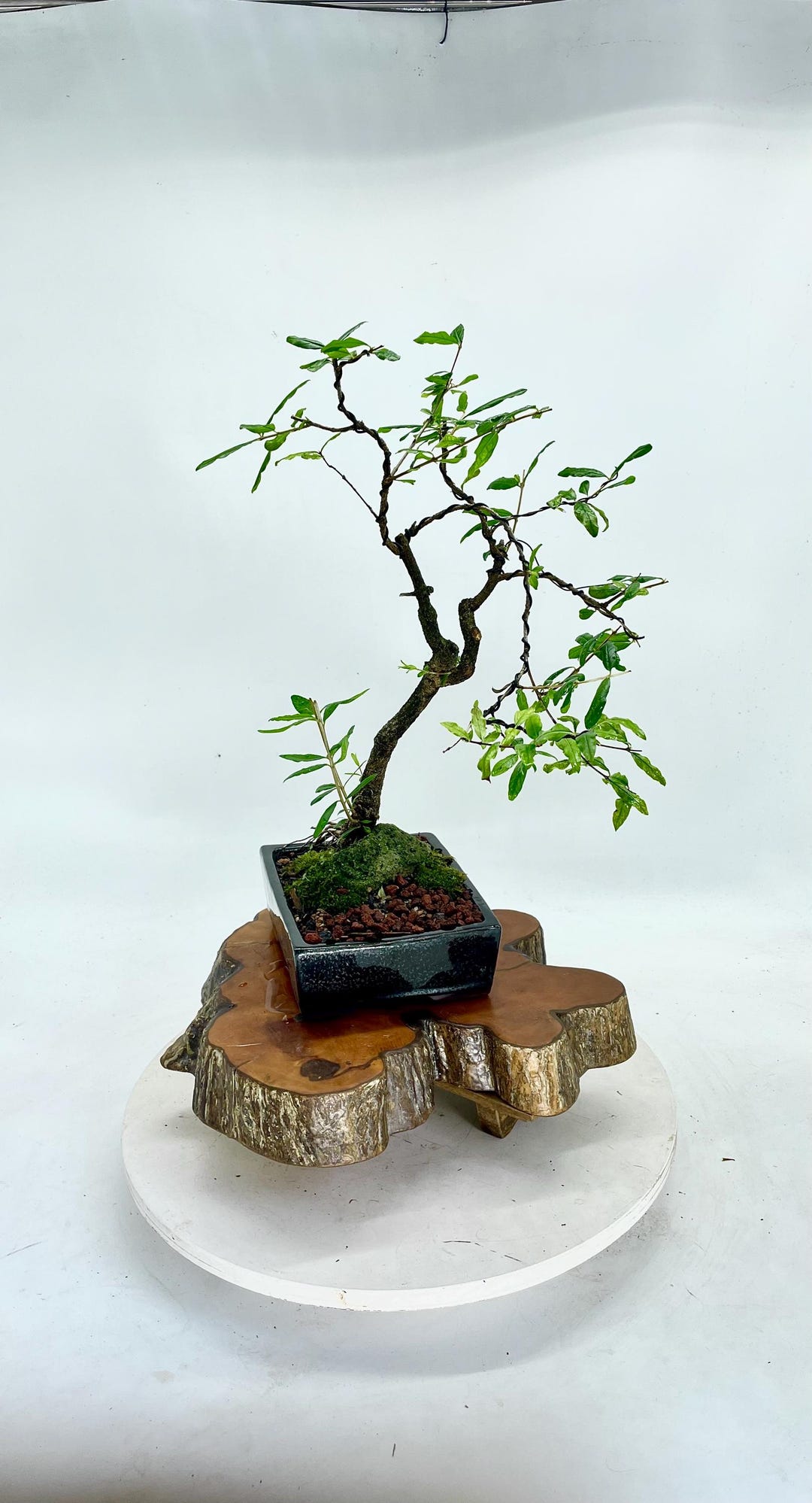 Dwarf Persian Pomegranate Bonsai Tree, "neglected Child" Collection ...