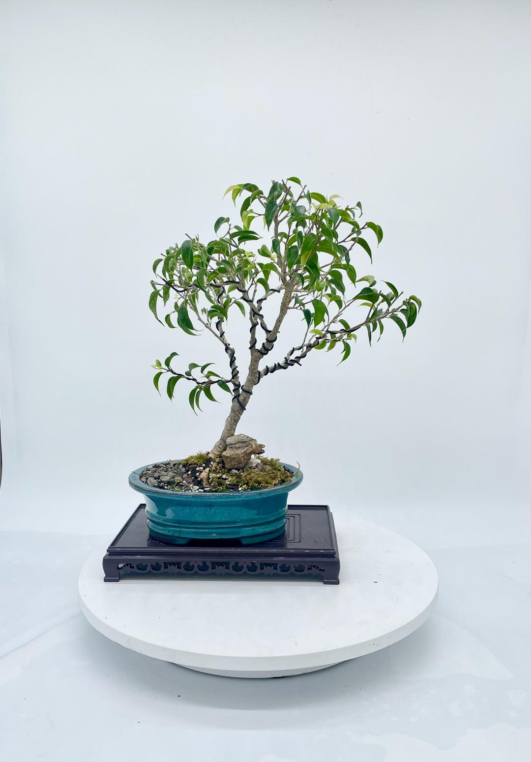 Rare Ficus ‘too Little’ Bonsai — Elegant Miniature Form in Glazed Pot ...