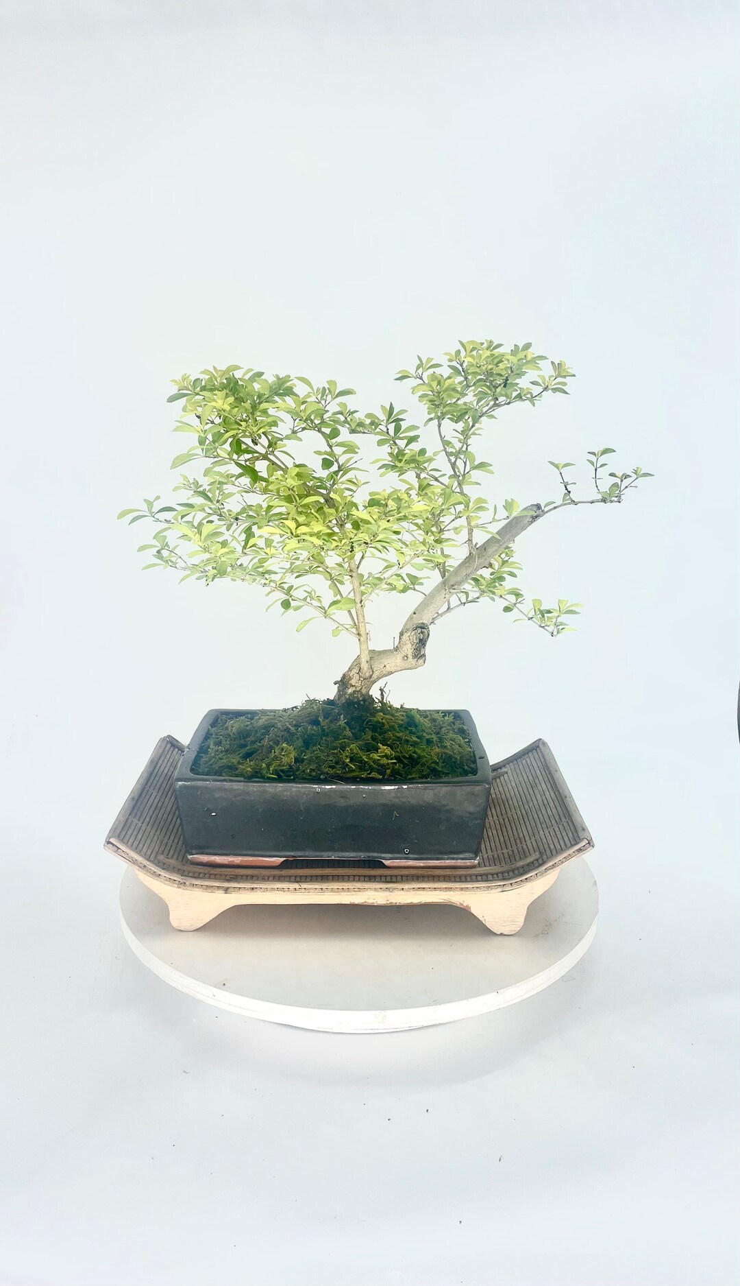 Duranta Bonsai Tree exotica Collection From Rare and Exotic Bonsai - Etsy