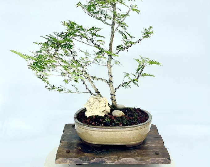Surinamese Stick Pea Powder Puff (rare) Bonsai Tree, "winter Showcase ...