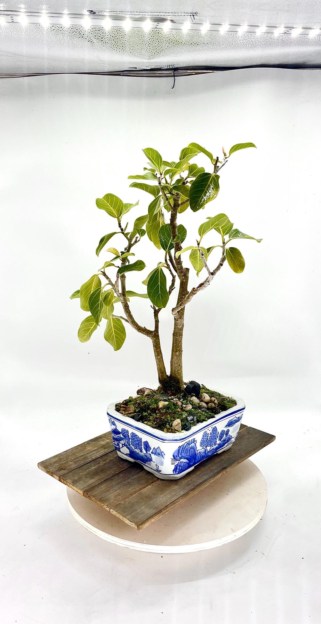Ficus Benghalensis (rare) Bonsai Tree "spring in the Air" Collection ...