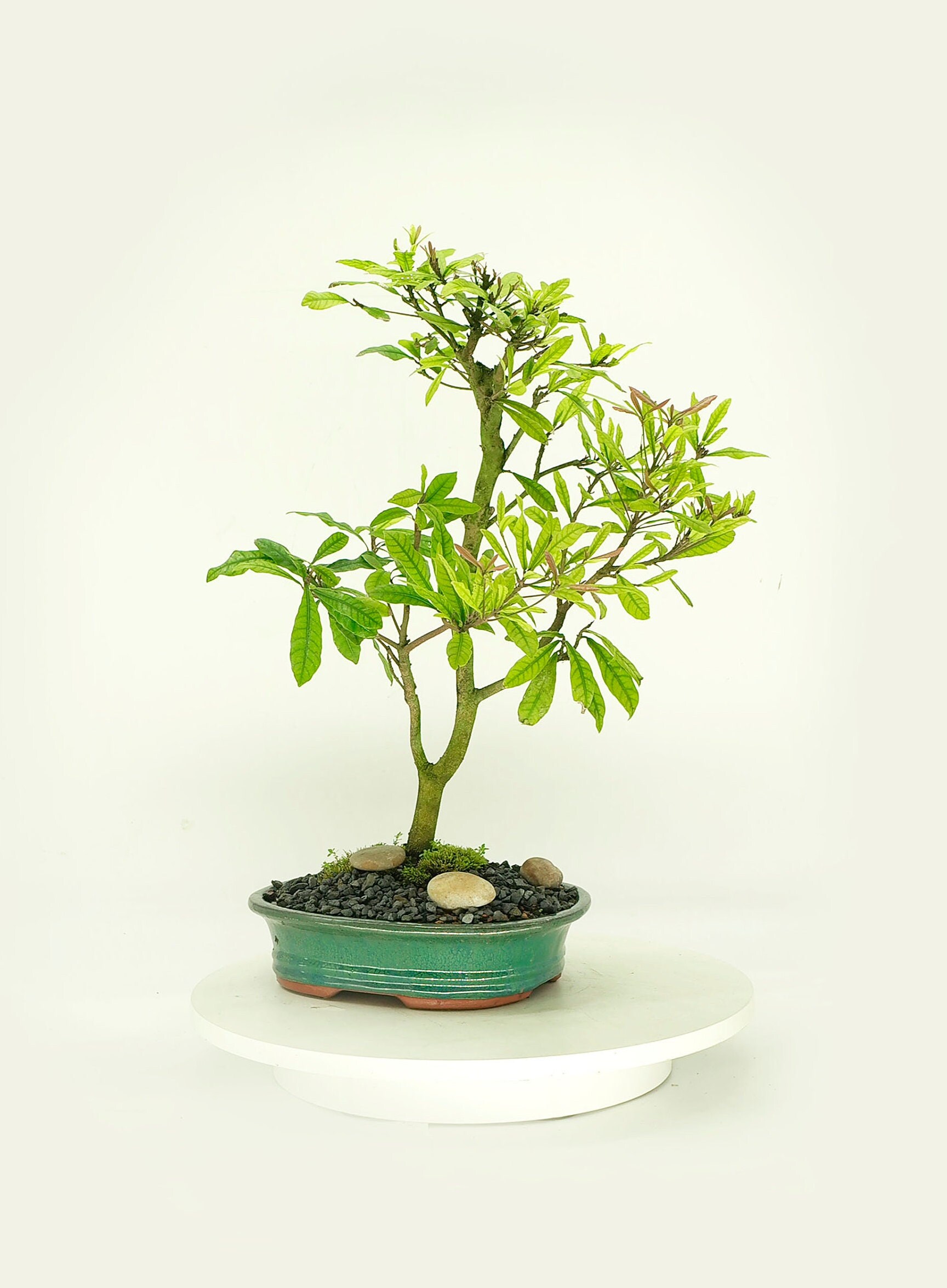 Dwarf Date Palm Bonsai