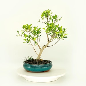 Tiger Bark Fig Bonsai Tree "kind Friend" Collection From Rare and ...
