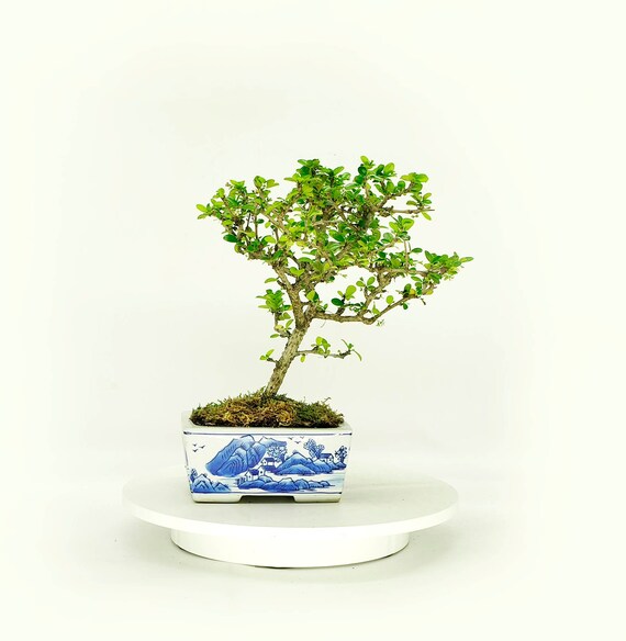 Dwarf Date Palm Bonsai