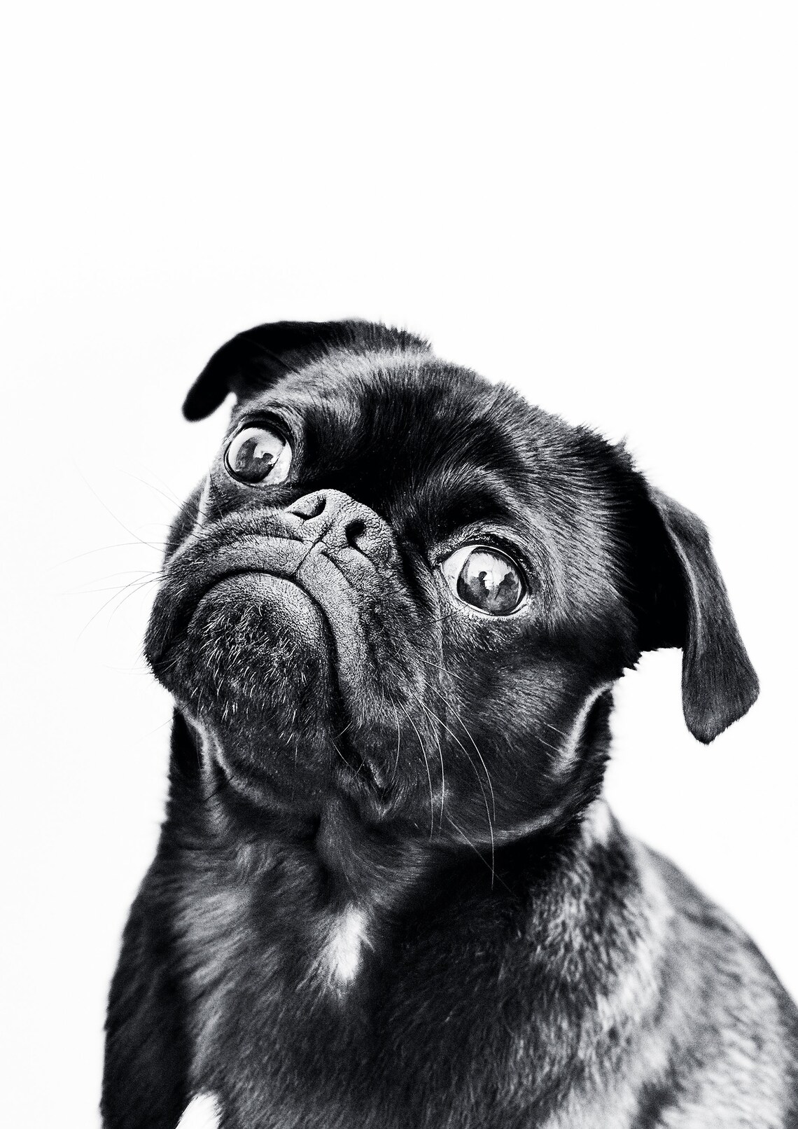 Pug Printable Wall Art A3, A4 and A5 Size in One Download | Instant ...