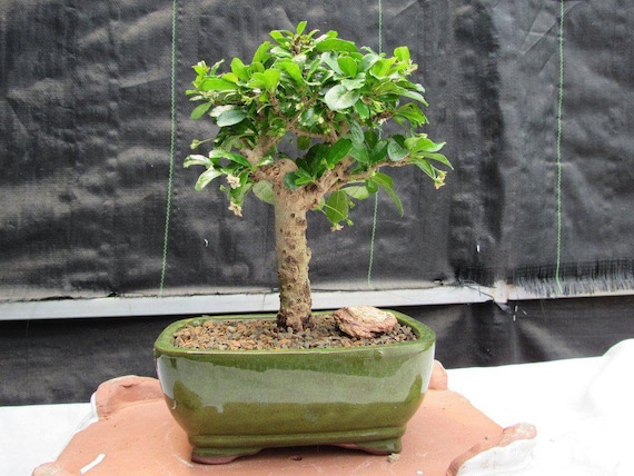 Fukien Tea Bonsai Tree Aged Upright Style - Etsy