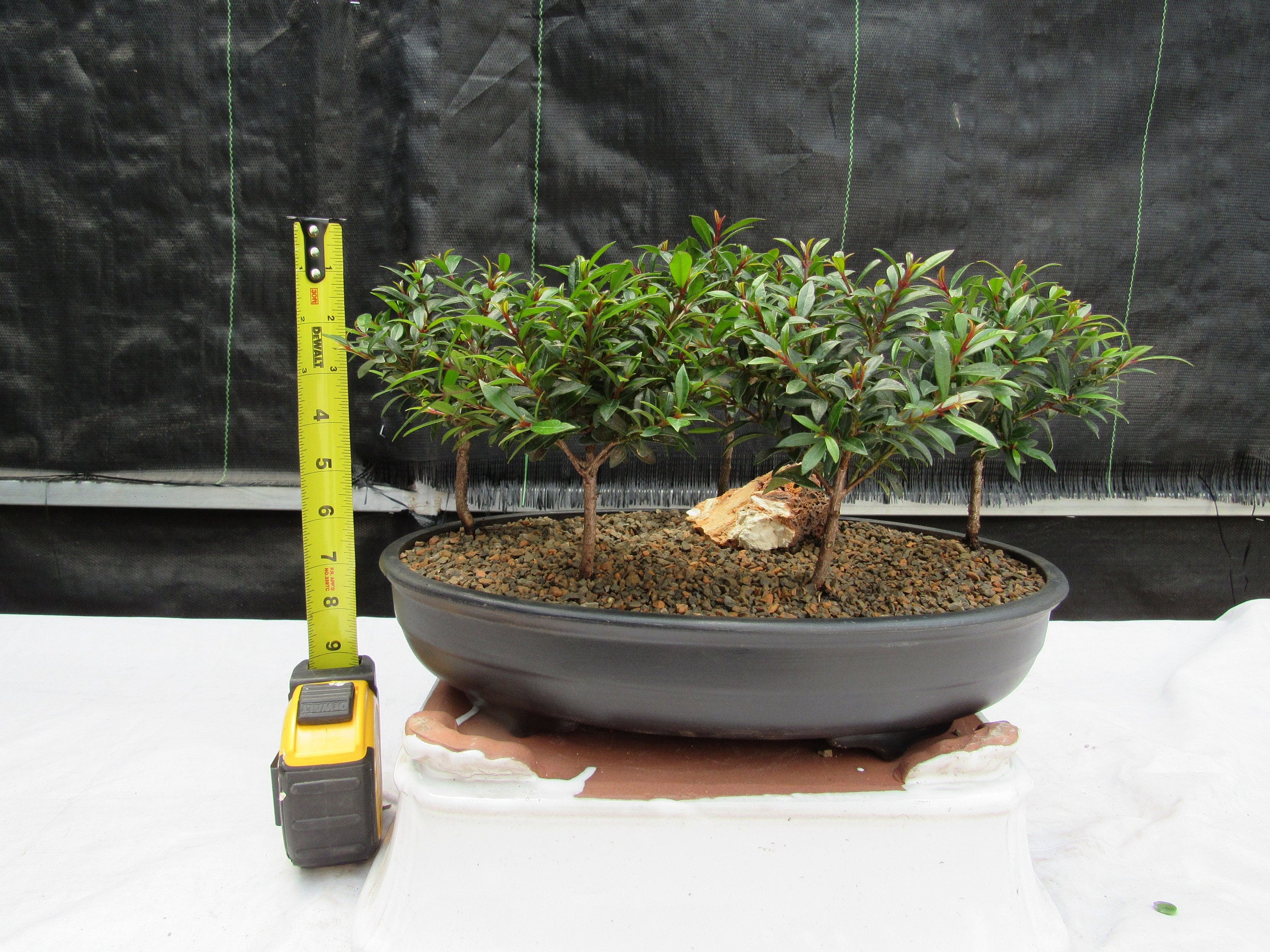 Brush Cherry Tree Care