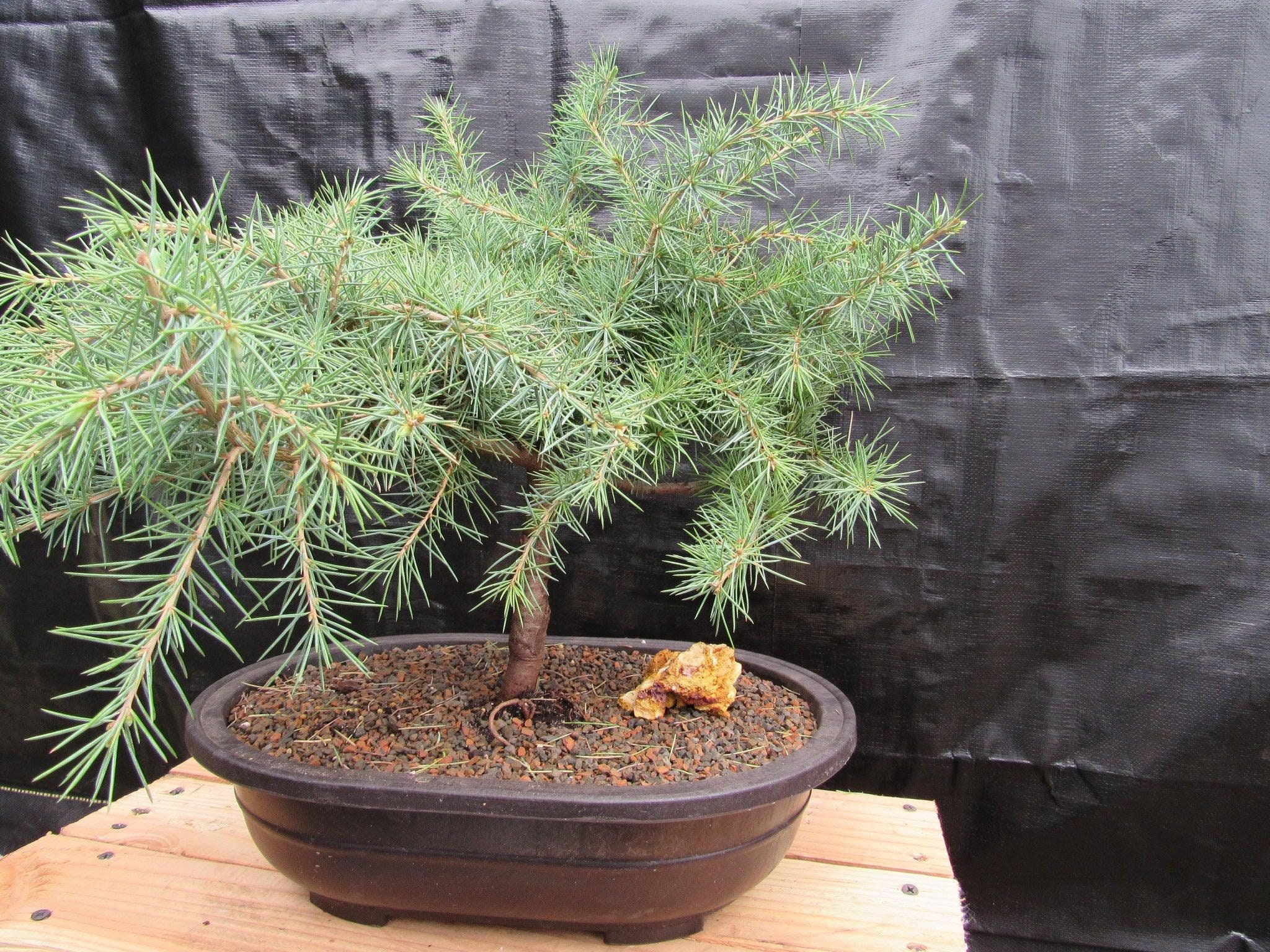 Deodar Cedar Bonsai