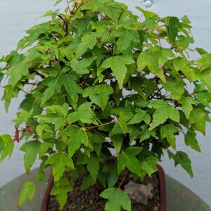 Dwarf Trident Maple Outdoor Bonsai Tree - Etsy