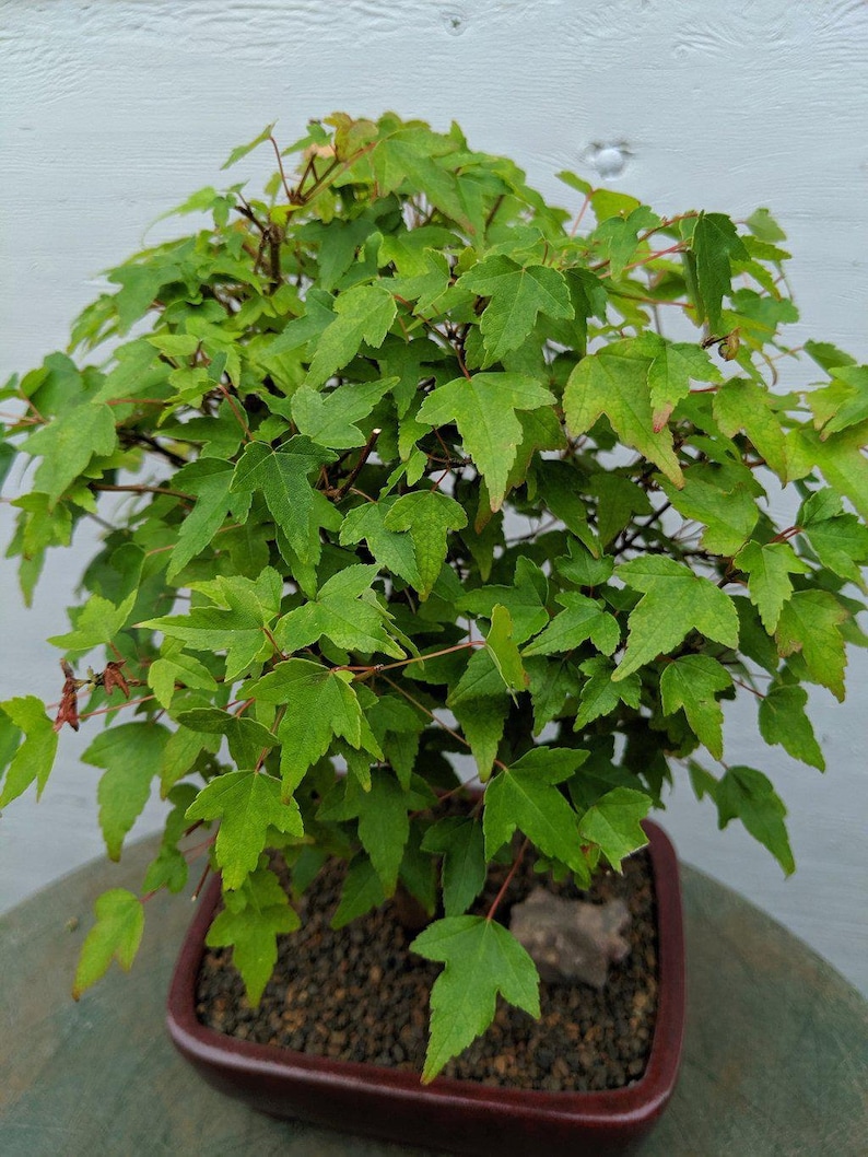 Dwarf Trident Maple Outdoor Bonsai Tree - Etsy