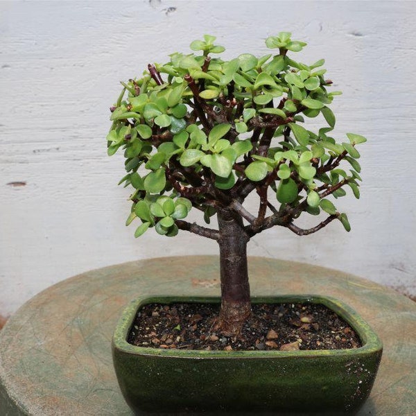 Jade Bonsai - Etsy