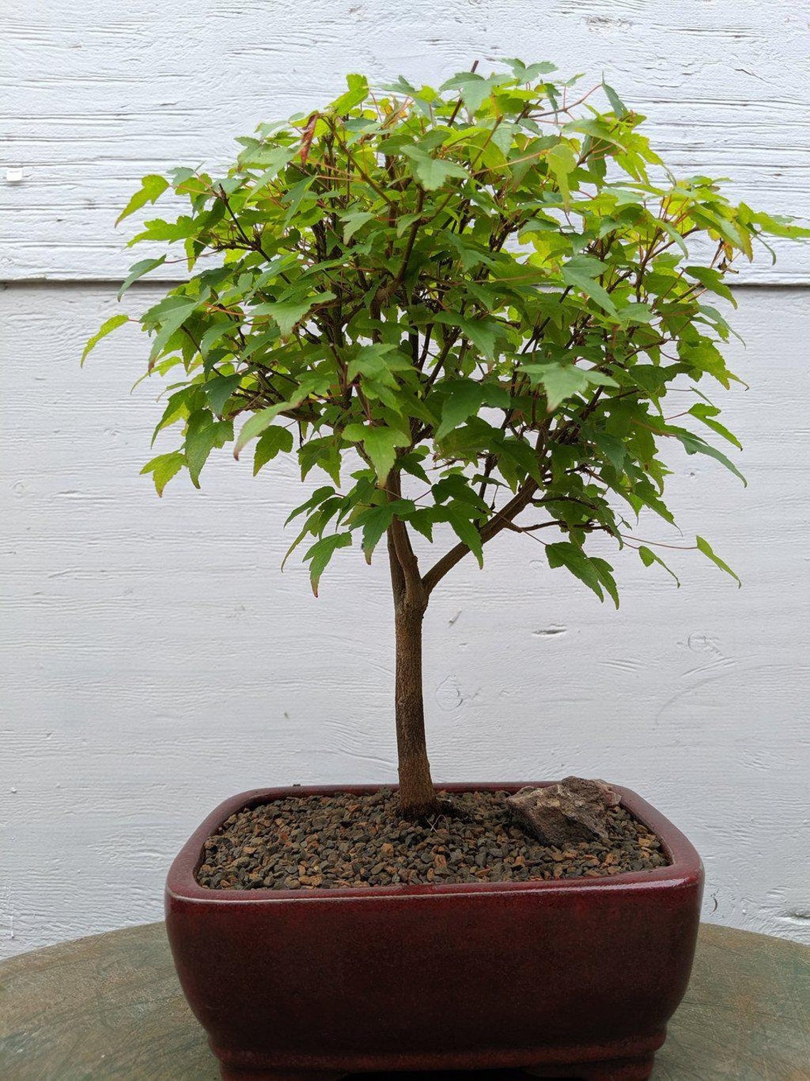 Dwarf Trident Maple Outdoor Bonsai Tree - Etsy