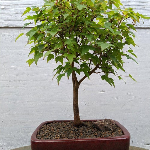 Dwarf Trident Maple Outdoor Bonsai Tree - Etsy