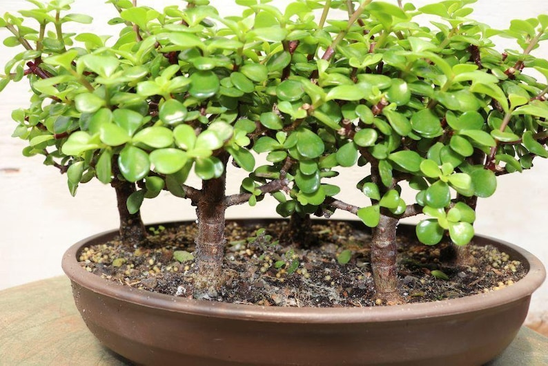 Baby Jade Bonsai Tree Forest - Etsy