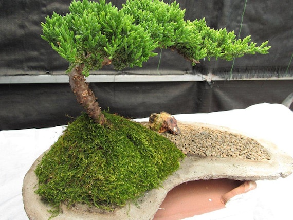Juniper Bonsai On Rock