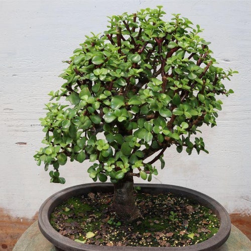 Baby Jade Bonsai Tree Forest - Etsy