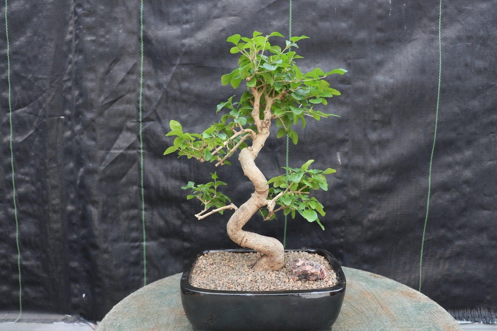 Ligustrum Bonsai