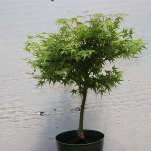 Green Japanese Maple Bonsai Tree (small) - Etsy