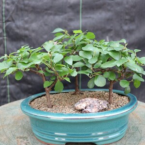 Lavender Star Flower Bonsai 3 Tree Forest - Etsy