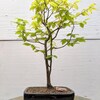 Dwarf Trident Maple Outdoor Bonsai Tree - Etsy