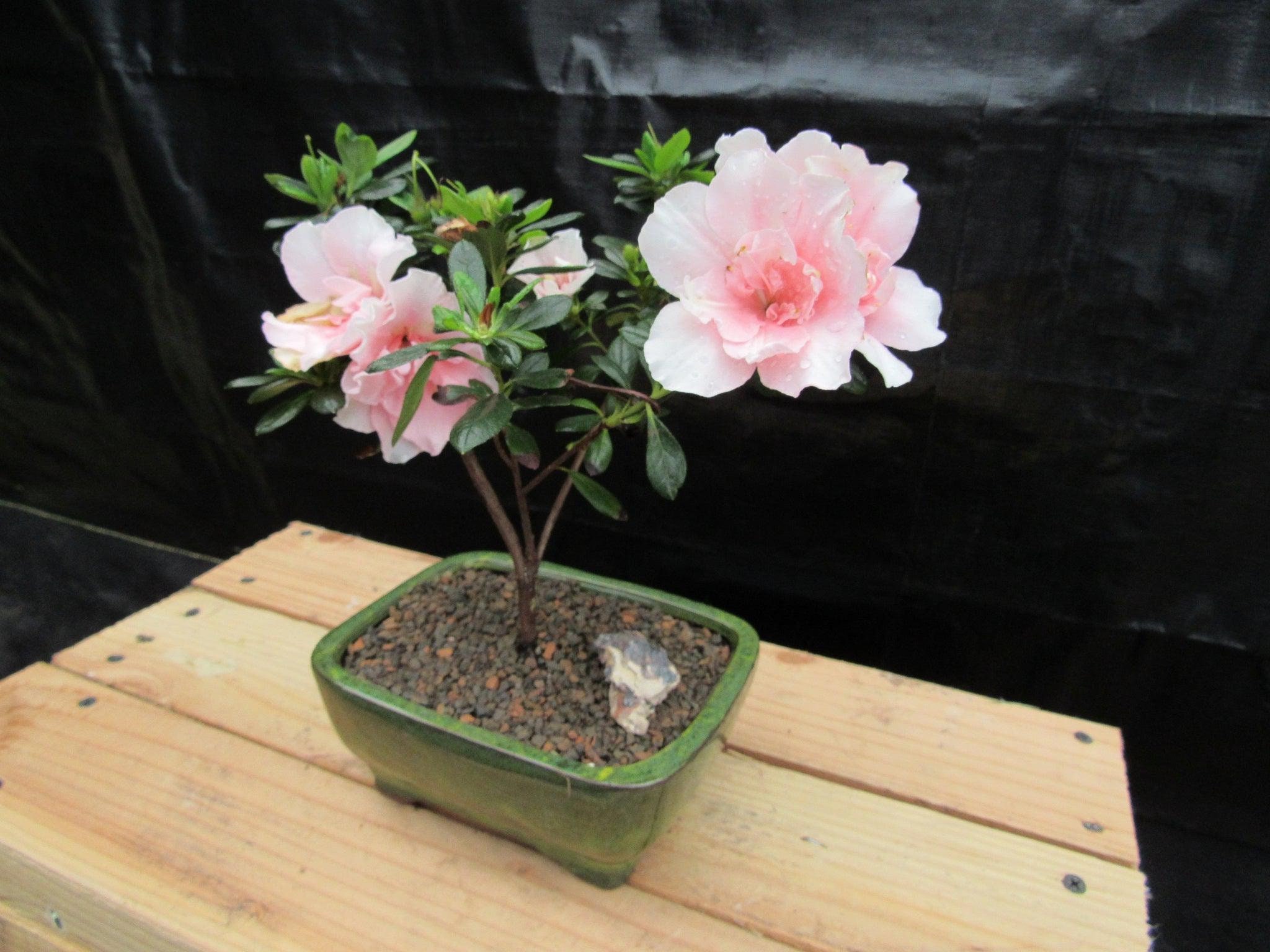 Pink Azalea Bonsai Tree - Etsy