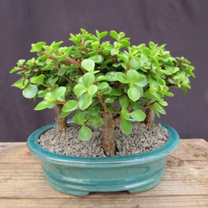 Baby Jade Bonsai 3 Tree Forest - Etsy