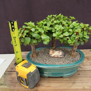 Baby Jade Bonsai 3 Tree Forest - Etsy