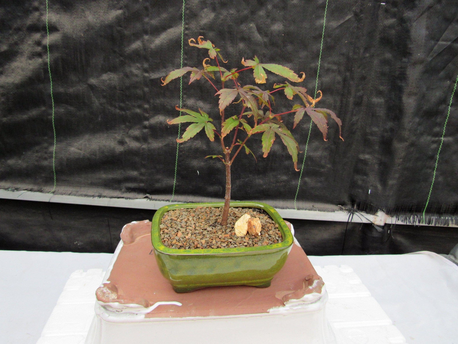 Small Red Japanese Maple Bonsai Tree - Etsy