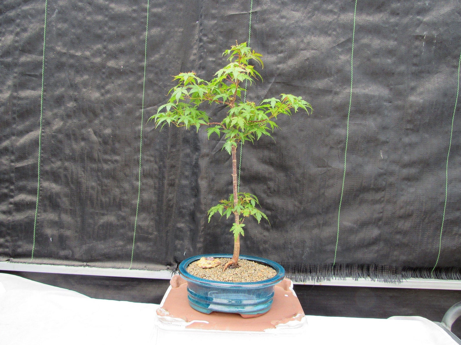 Dwarf Green Japanese Maple Bonsai Tree - Etsy