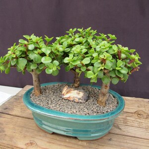 Baby Jade Bonsai 3 Tree Forest - Etsy