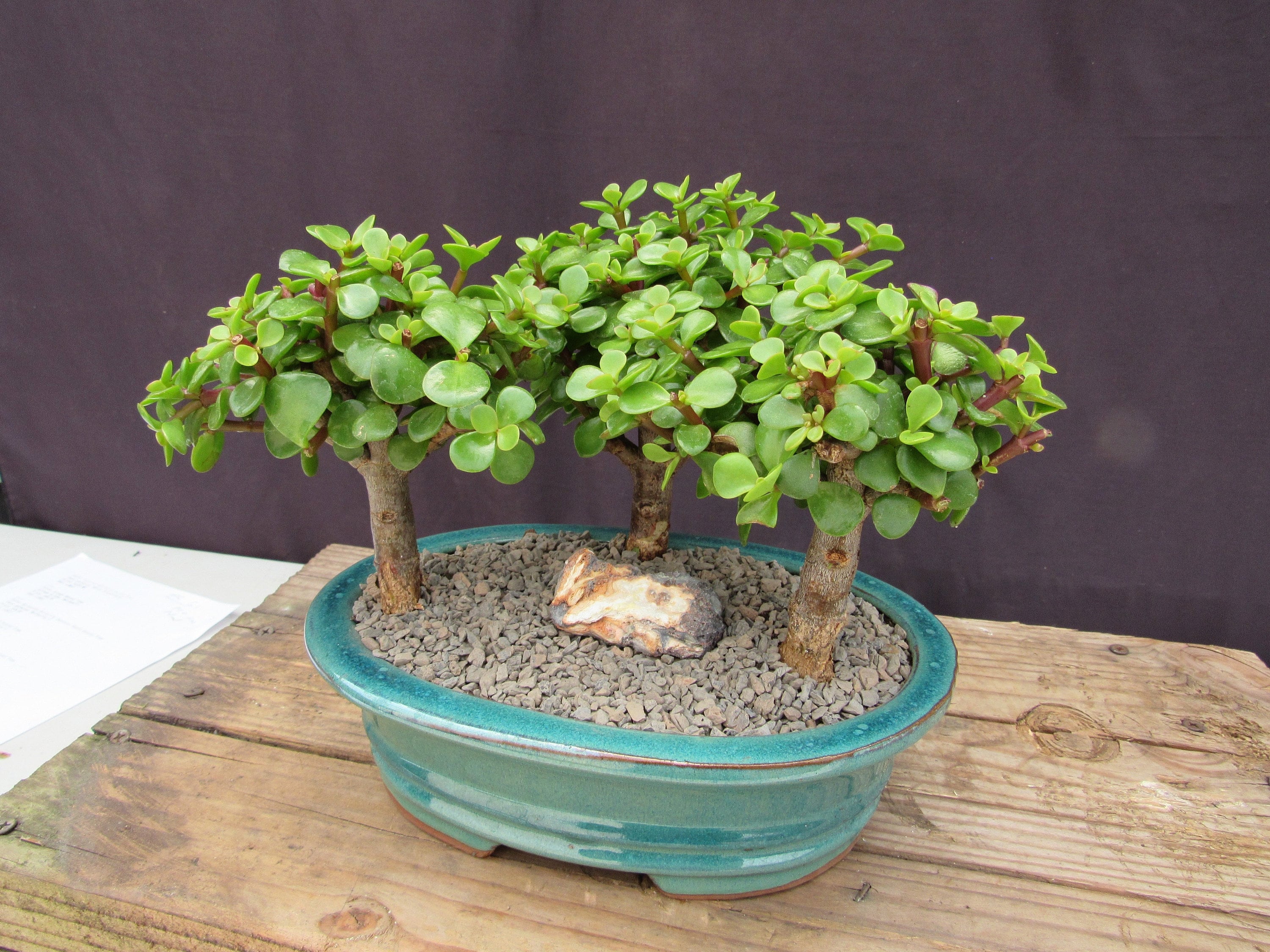 Baby Jade Bonsai 3 Tree Forest - Etsy