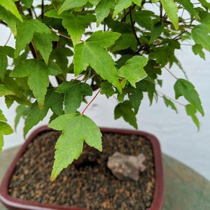 Dwarf Trident Maple Outdoor Bonsai Tree - Etsy