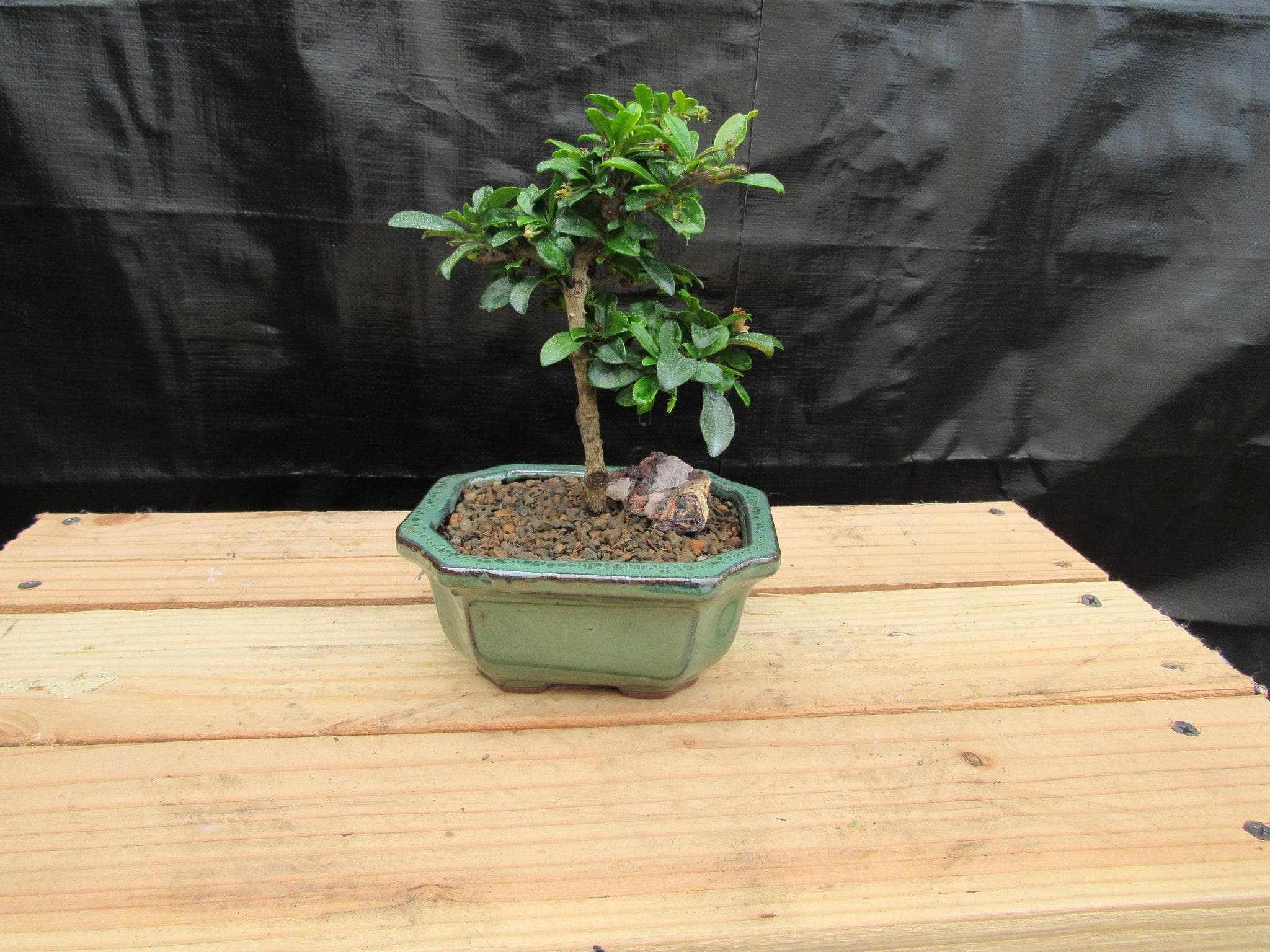Fully Grown Bonsai Tree - Etsy