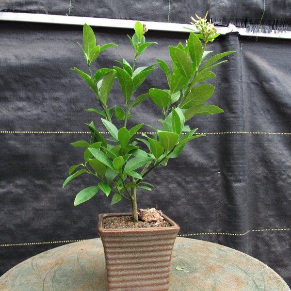 Dwarf Meyer Lemon Tree - Etsy