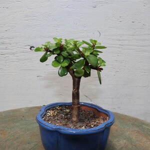 Baby Jade Bonsai Tree small - Etsy