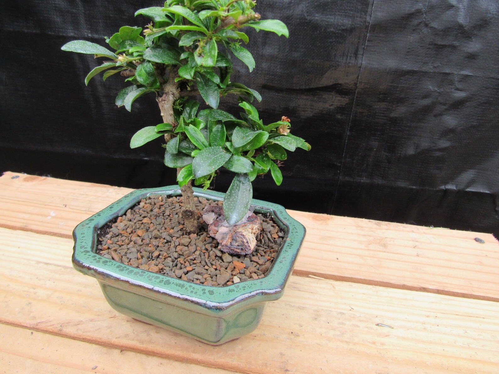 Small Fukien Tea Bonsai Tree - Etsy