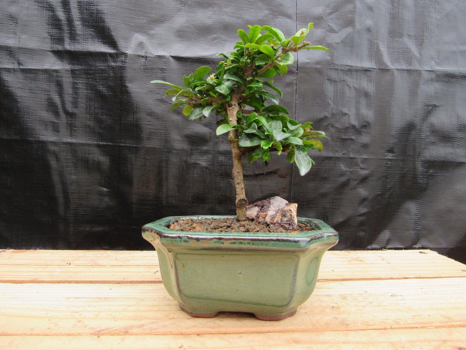 Small Fukien Tea Bonsai Tree - Etsy