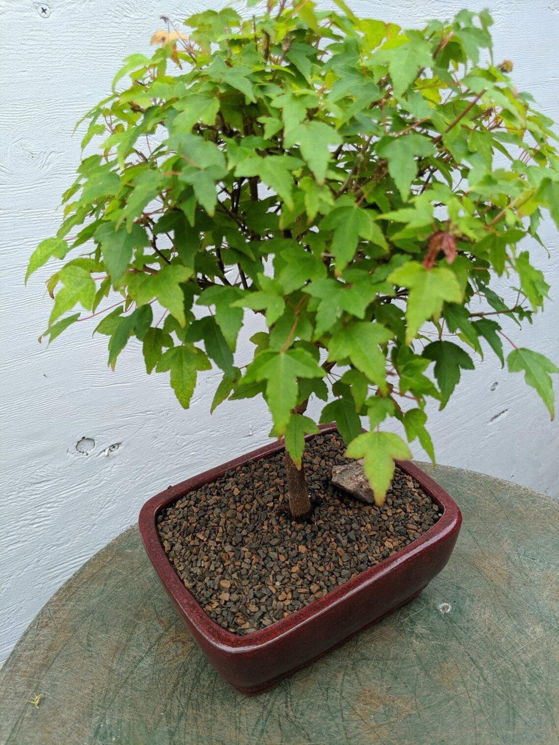 Dwarf Trident Maple Outdoor Bonsai Tree - Etsy