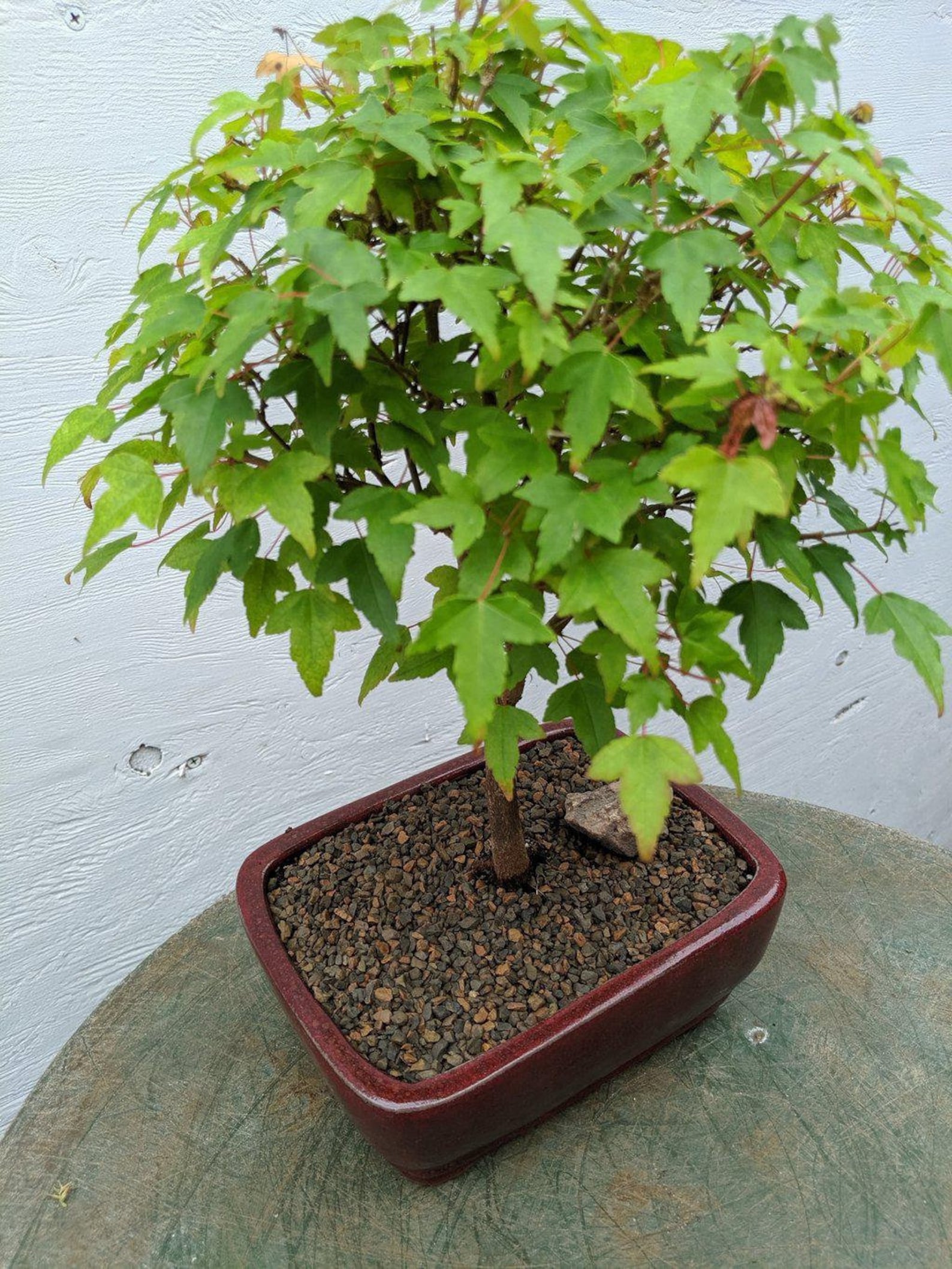 Dwarf Trident Maple Outdoor Bonsai Tree - Etsy