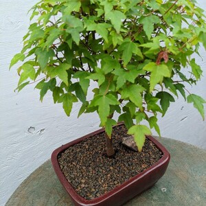 Dwarf Trident Maple Outdoor Bonsai Tree - Etsy