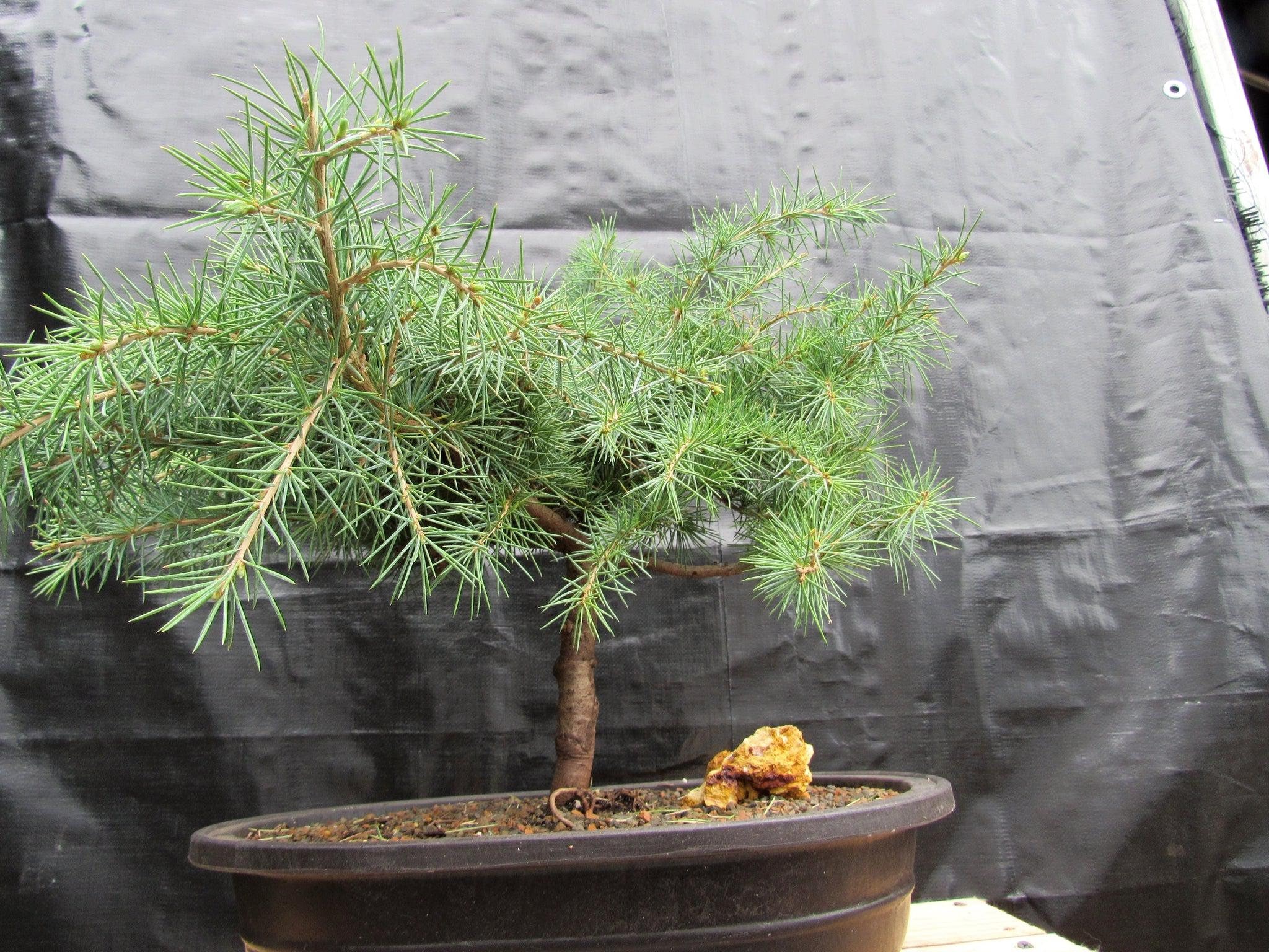 Deodar Cedar Bonsai