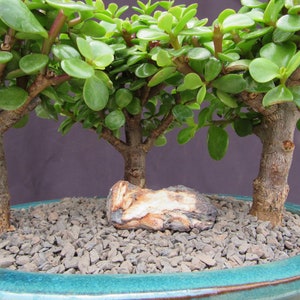 Baby Jade Bonsai 3 Tree Forest - Etsy