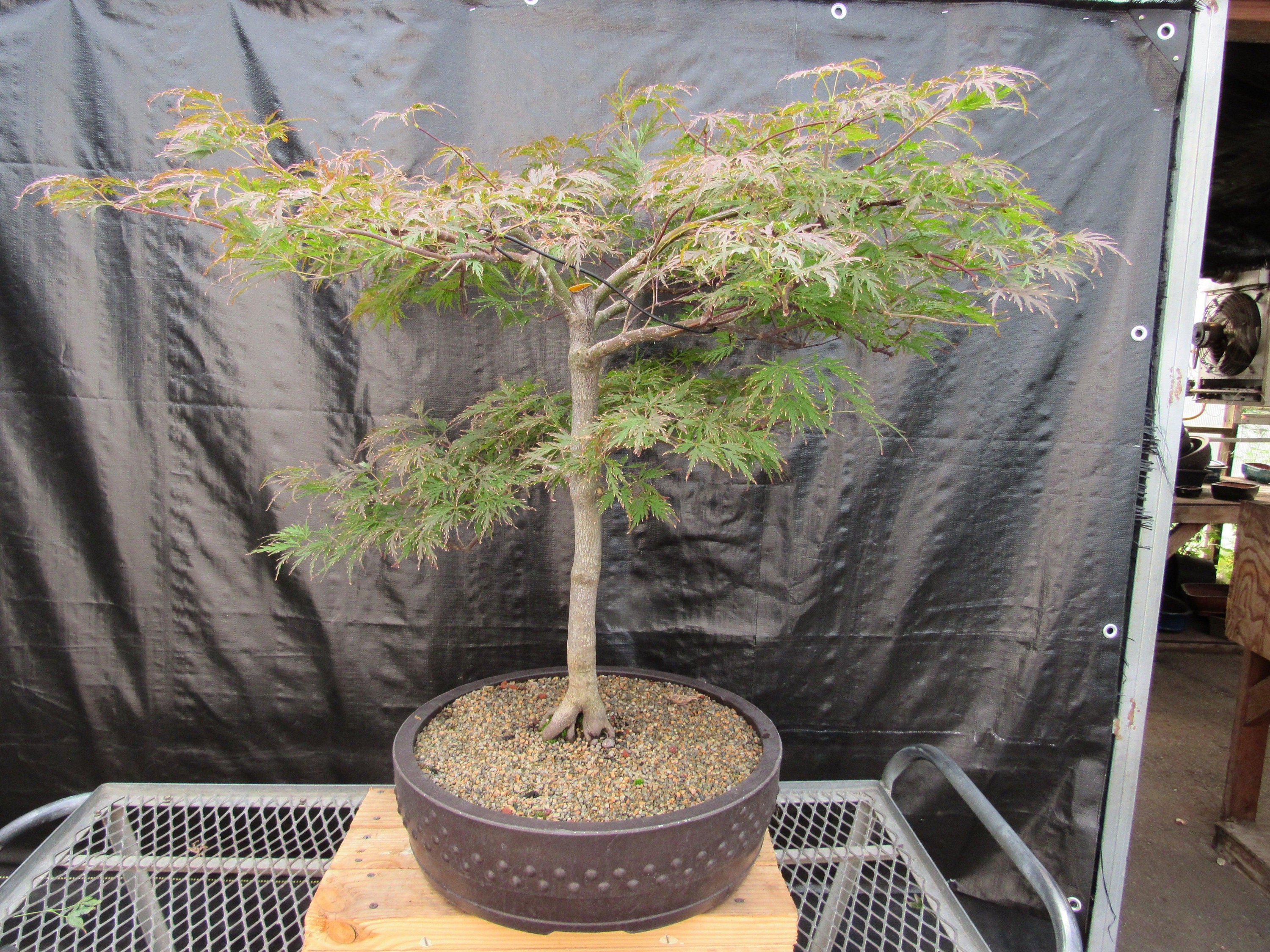 Acer Palmatum Dissectum Bonsai