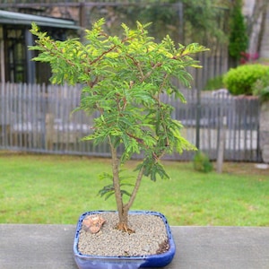Large Flowering Brazilian Raintree Bonsai Tree - Etsy