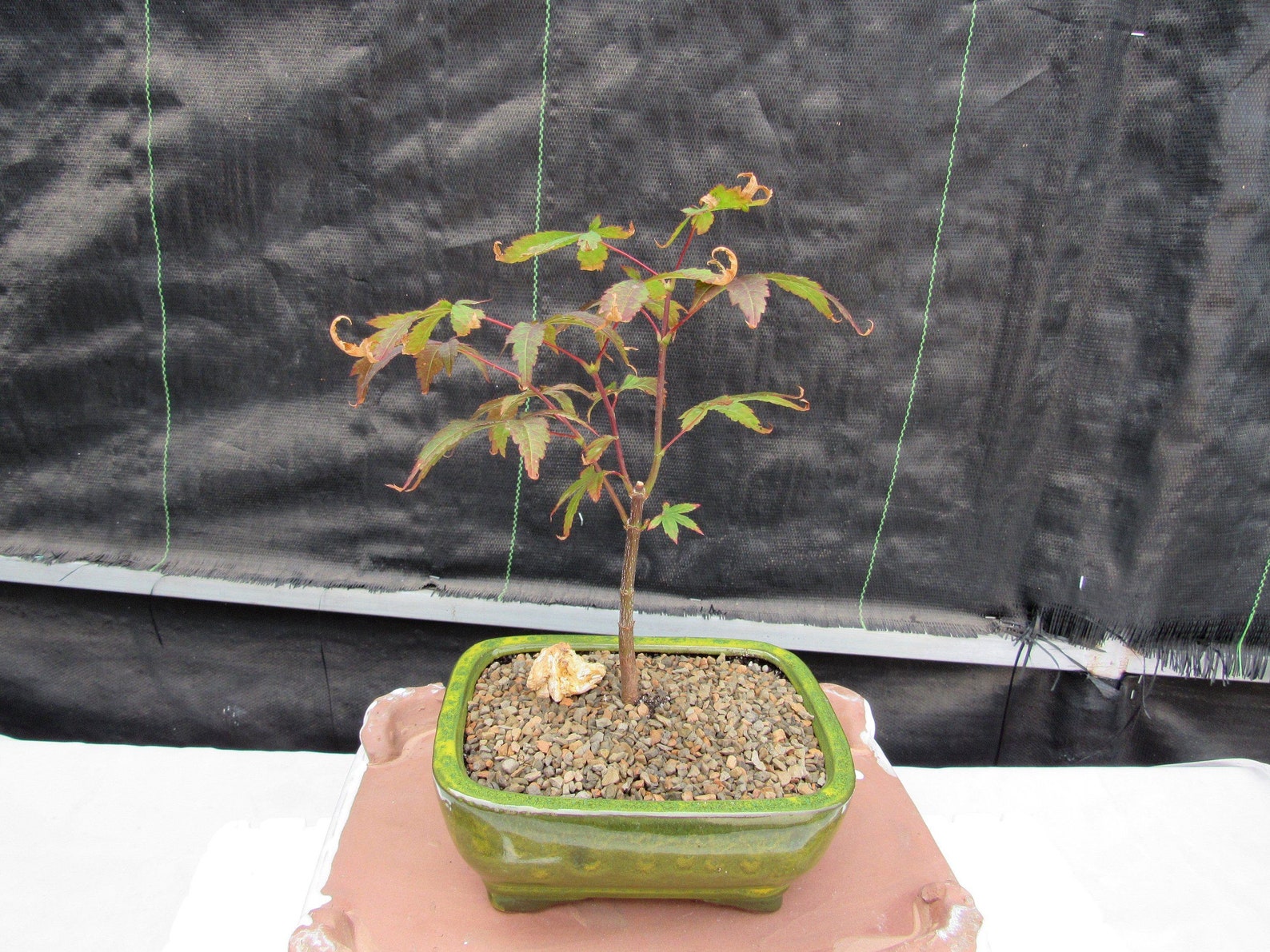 Small Red Japanese Maple Bonsai Tree - Etsy