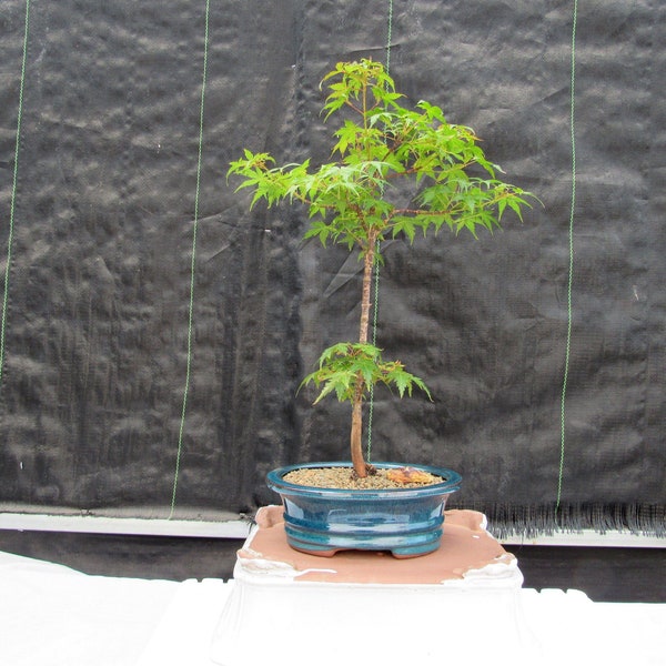 Dwarf Japanese Maple Tree - Etsy