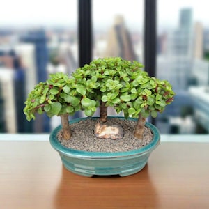 Baby Jade Bonsai 3 Tree Forest - Etsy