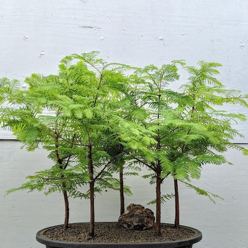 5 Bald Cypress Tree Bonsai Forest Planting - Etsy