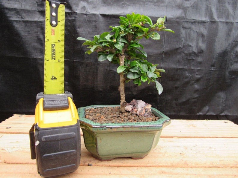 Small Fukien Tea Bonsai Tree - Etsy