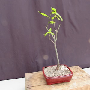 Pin Oak Bonsai Tree - Etsy